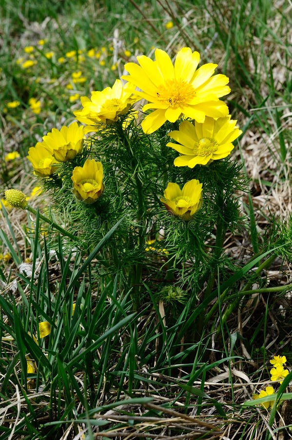 Adonis vernalis stock image. Image of plant, rare, daisy - 26867319