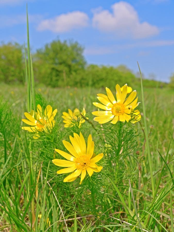 Adonis vernalis stock image. Image of nature, spring - 40046543