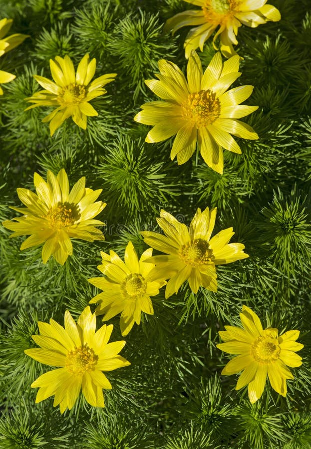 Adonis Adonis Vernalis De Primavera Foto de archivo - Imagen de flor ...