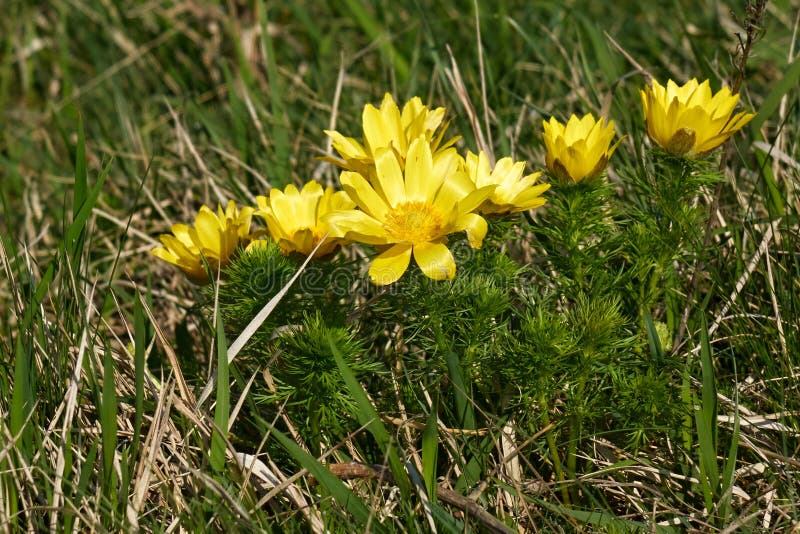Adonis vernalis stock photo. Image of adonis, bloom, blossom - 90058344