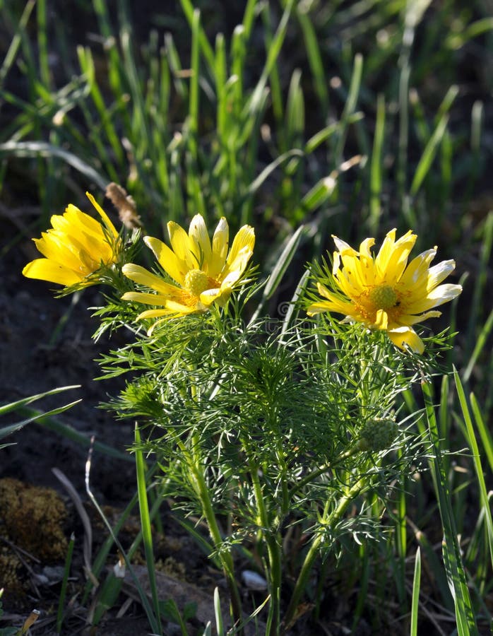 Adonis Vernalis Grows in the Wild Stock Image - Image of nature, light ...