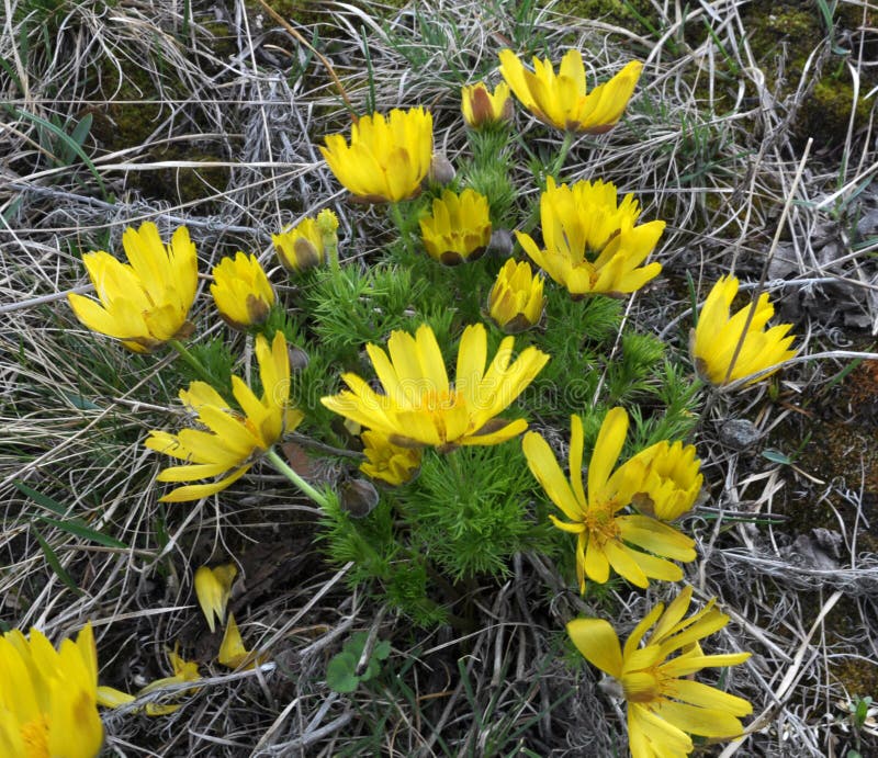 Adonis Vernalis Grows in the Wild Stock Image - Image of light, fresh ...