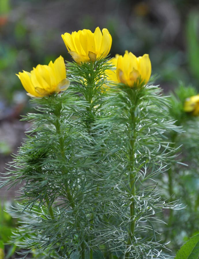 Adonis Vernalis Grows in the Wild Stock Photo - Image of outdoor, fresh ...