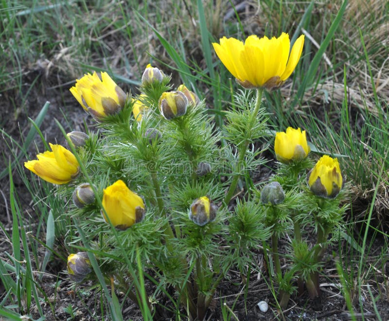 Adonis Vernalis Grows in the Wild Stock Image - Image of background ...
