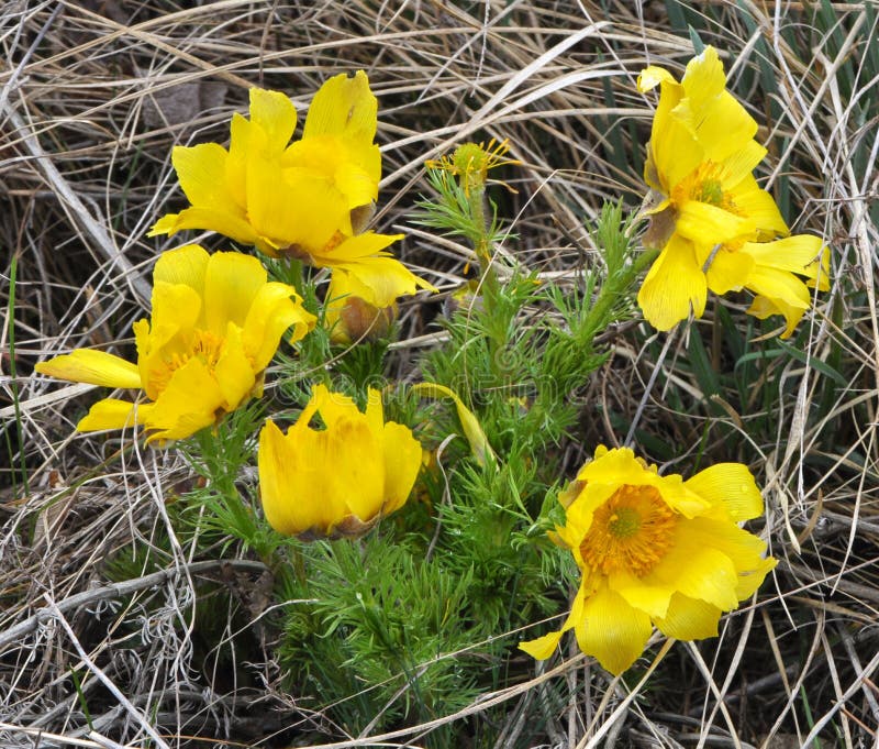 Adonis Vernalis Grows in the Wild Stock Photo - Image of light, flora ...