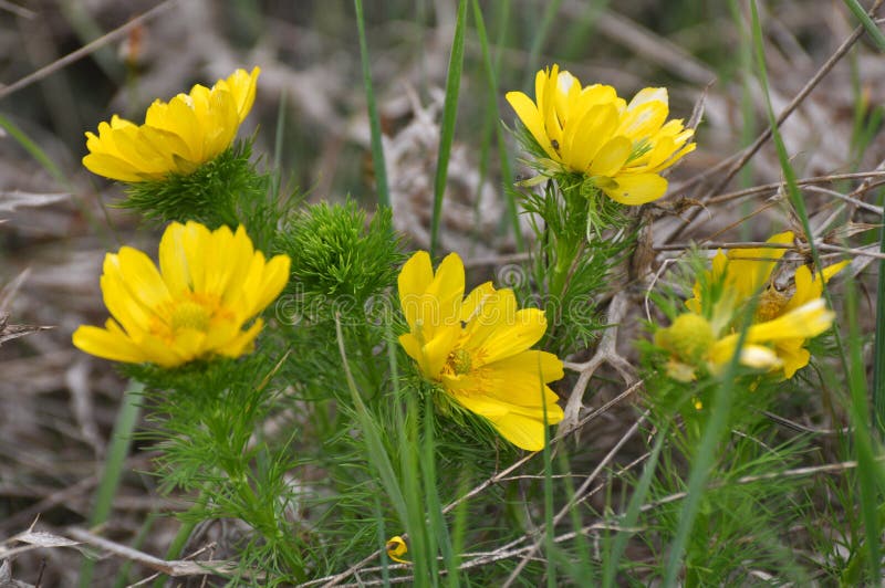 Adonis Vernalis Grows in the Wild Stock Photo - Image of hills, outdoor ...