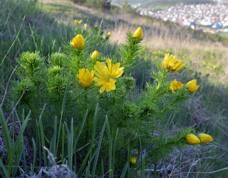 Adonis Vernalis Grows in the Wild Stock Image - Image of nature, garden ...