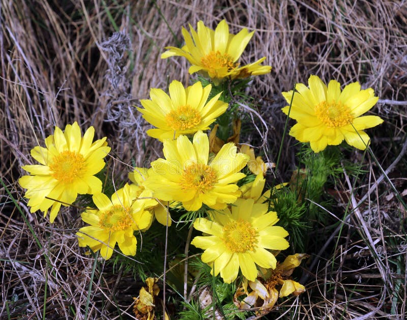 Adonis Vernalis Grows in the Wild Stock Image - Image of color, floral ...