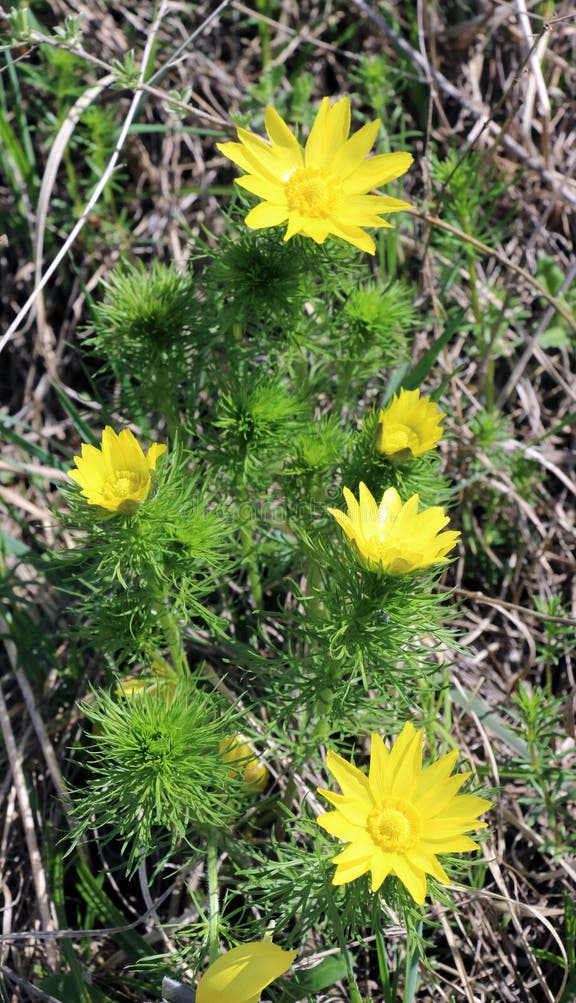 Adonis Vernalis Grows in the Wild Stock Photo - Image of leaf, adonis ...