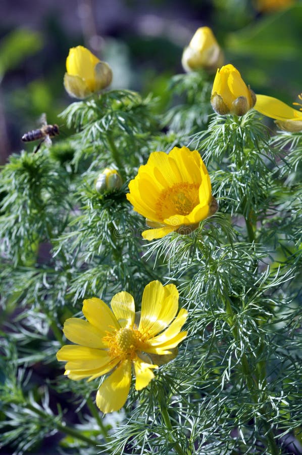Adonis Vernalis Grows in the Wild Stock Image - Image of field, fresh ...