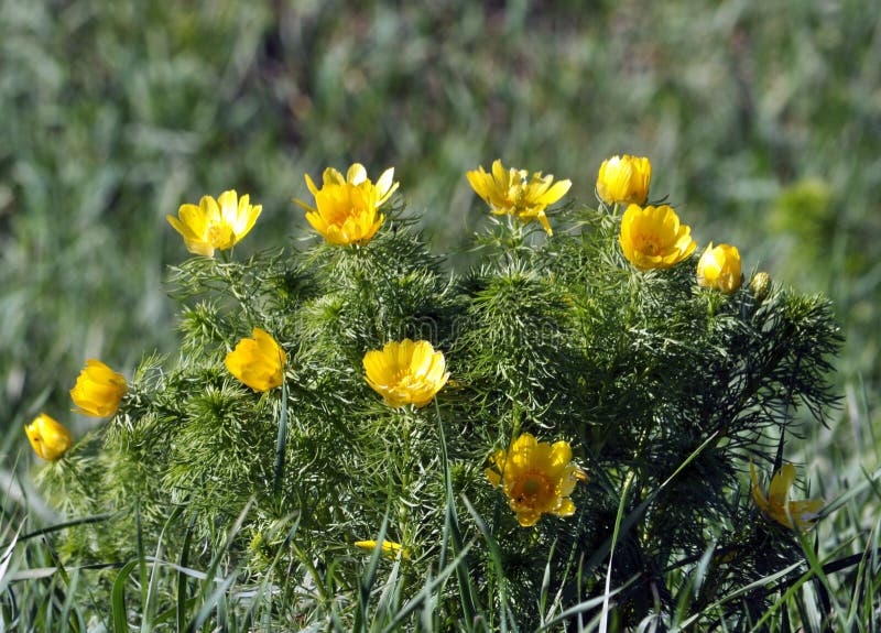 Adonis Vernalis Grows in the Wild Stock Image - Image of hills ...