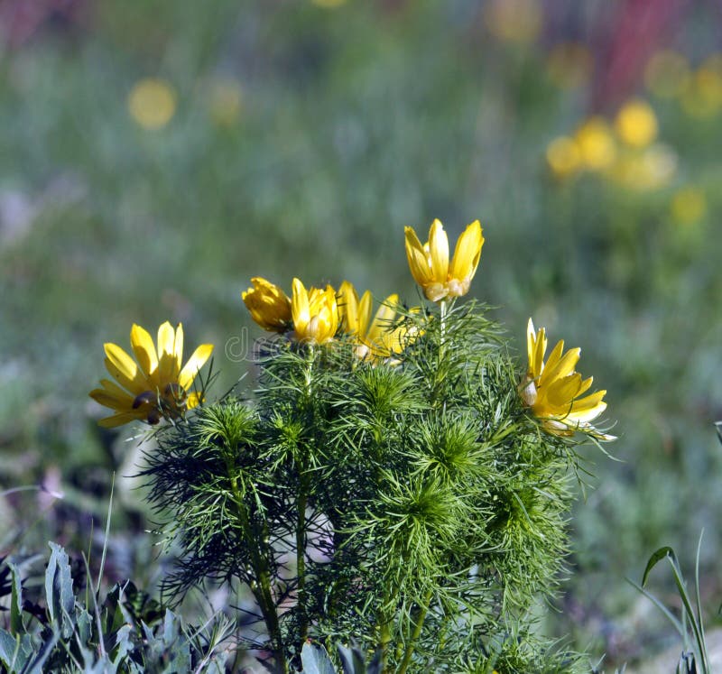 Adonis Vernalis Grows in the Wild Stock Image - Image of leaf, macro ...