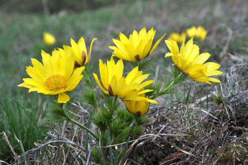 Adonis Vernalis Grows in the Wild Stock Photo - Image of fresh ...