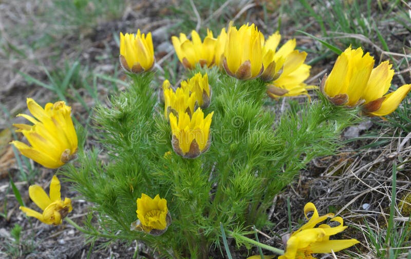 Adonis Vernalis Grows in the Wild Stock Photo - Image of macro, natural ...