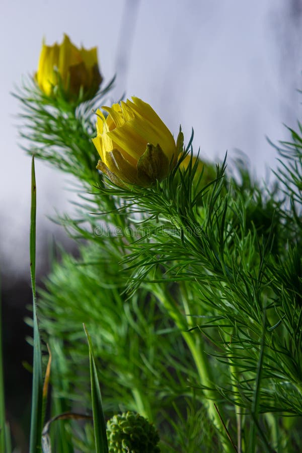 Adonis Vernalis, Spring Adonis, Ranunculaceae. Wild Plant Shot in ...