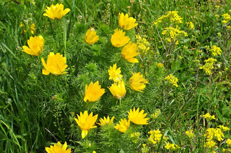 Adonis Vernalis, a Yellow Wildflower Blooms in Spring Stock Image ...