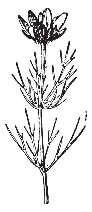 Adonis Complex Stock Illustrations – 263 Adonis Complex Stock ...