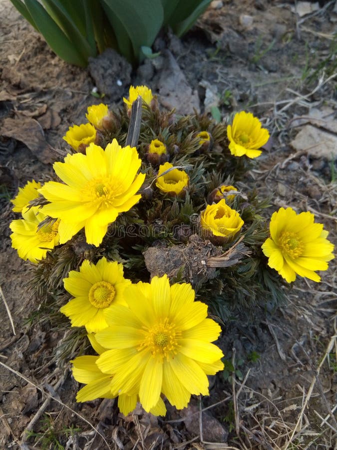Adonis Yellow Flower with Bright Overflow Stock Photo - Image of flower ...