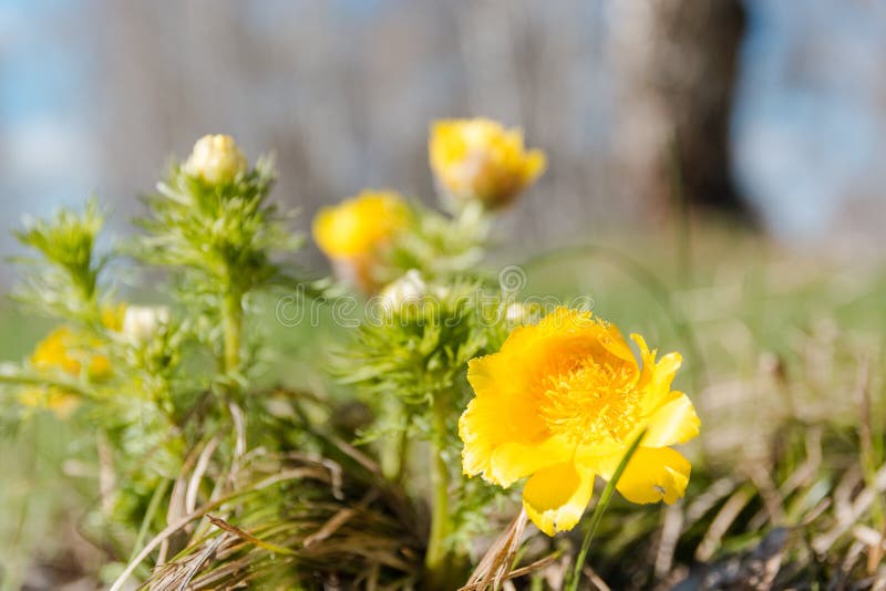 The Adonis is Yellow. Spring Flower Stock Image - Image of garden ...