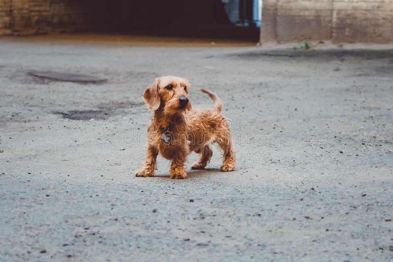 Adopted Ginger Dachshund Dog is Standing in a Yard Stock Photo - Image ...