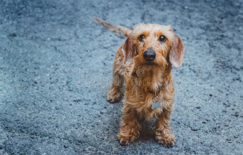 An Adopted Ginger Dog on Asphalt Texture Background Stock Photo - Image ...