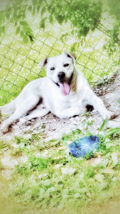 Dog Malachi Stock Photos - Free & Royalty-Free Stock Photos from Dreamstime