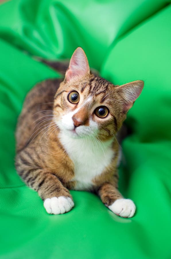 Adopted stray cat stock photo. Image of breed, stray - 23092982