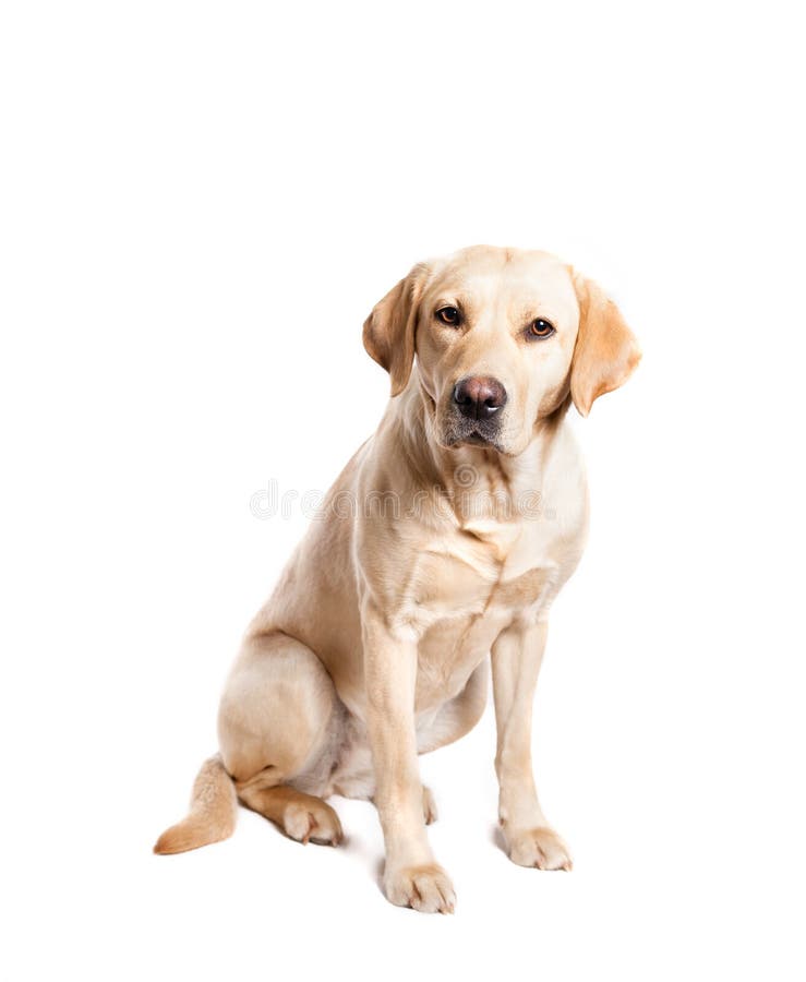 Adorabe Beige Labrador Retriever Sitting in Studio Stock Photo - Image ...