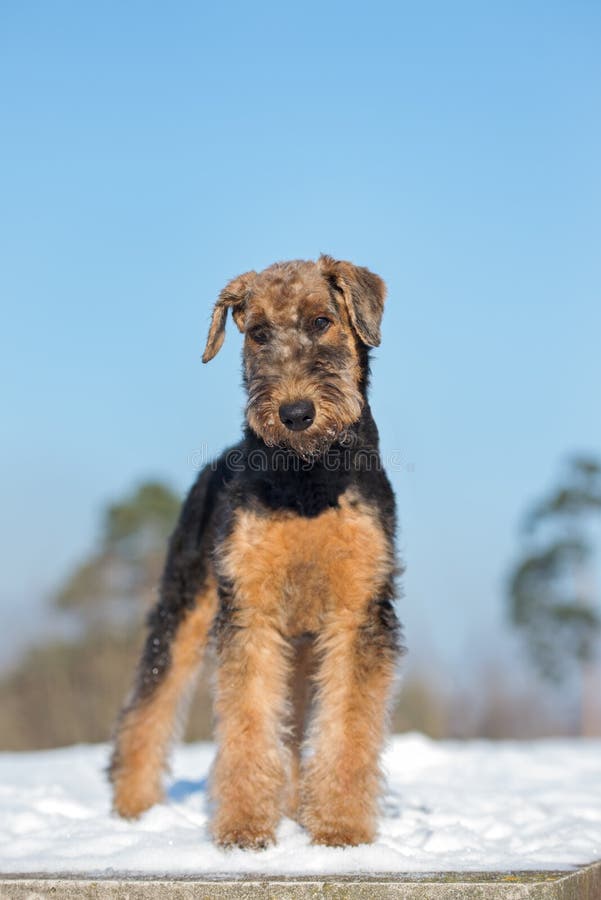 Adorable Airedale Terrier Puppy Outdoors in Winter Stock Photo - Image ...