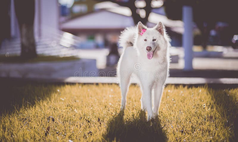 Adorable, Akita, Animal, Breed, Picture. Image: 102380450