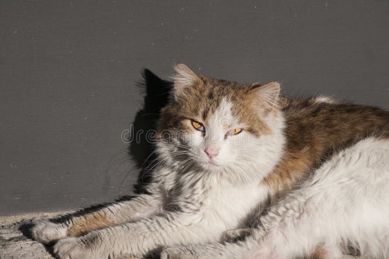 Adorable alley cat stock photo. Image of homeless, rest - 50957052