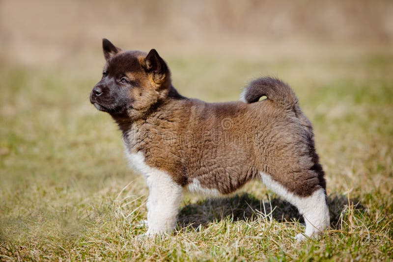 Akita-inu, Akita Inu Dog Puppy Stock Image - Image of studioshot, funny ...
