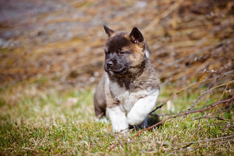 Adorable American Akita Puppy Stock Photo - Image of spring, view: 39499662