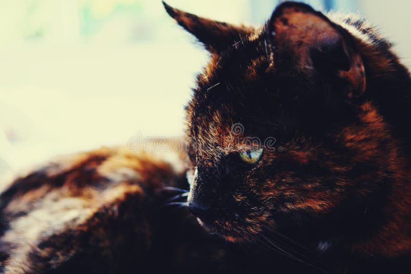 Adorable, Animal, Blur, Cat Picture. Image: 105034100