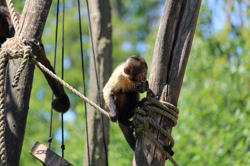 Adorable Ape on the Trees with Knotted Ropes Stock Image - Image of ...