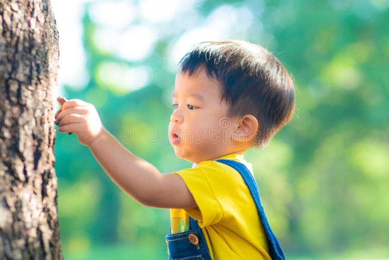Adorable Asian Boy Playing in Tree Forest Park Morning Sunrise Nature ...