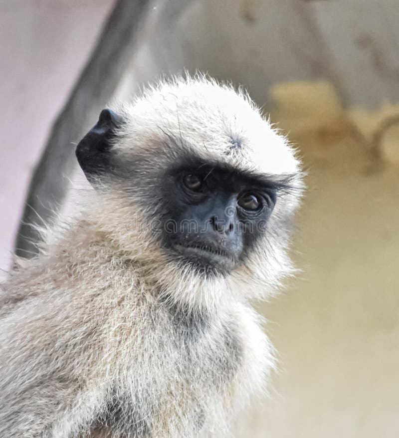 An Adorable Asian Langur Monkey Looking at the Camera Lens. Stock Image ...