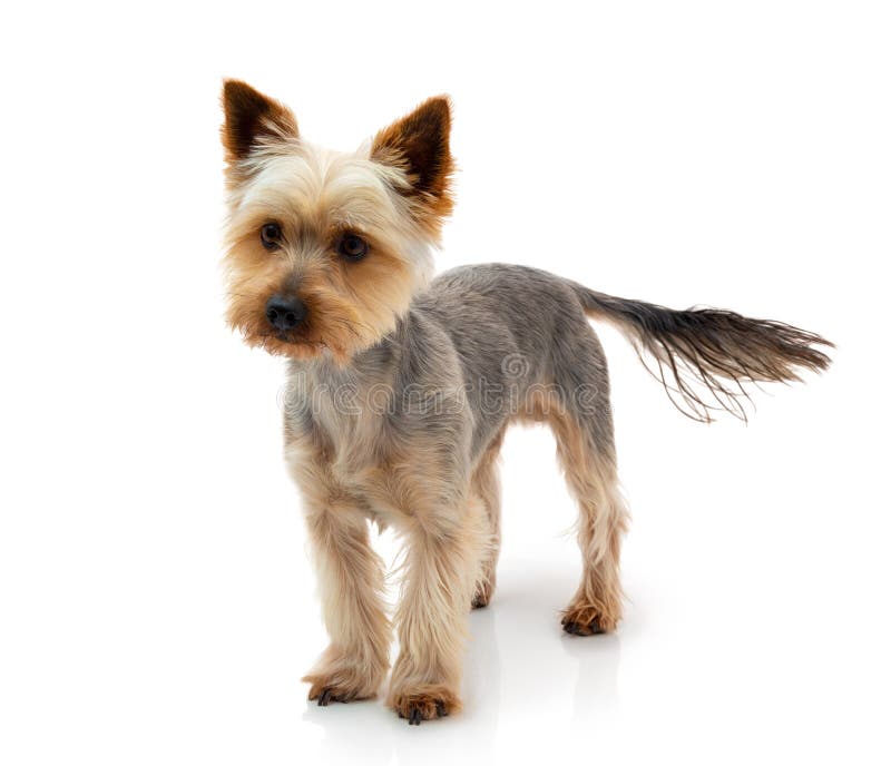 How To Groom A Australian Silky Terrier