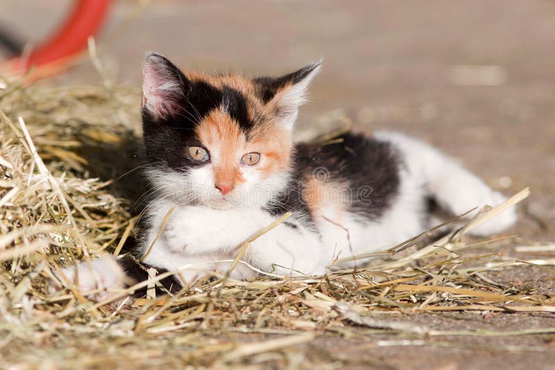 Adorable Baby Cat, Cute Kitten Lay in Straw Stock Photo - Image of ...