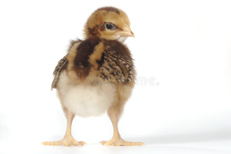 Adorable Baby Chick Chicken on White Background Stock Image - Image of ...