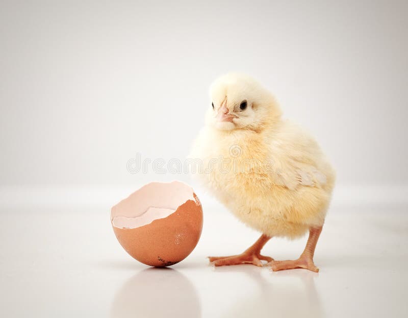 Adorable baby chicken stock image. Image of hatching - 89546573