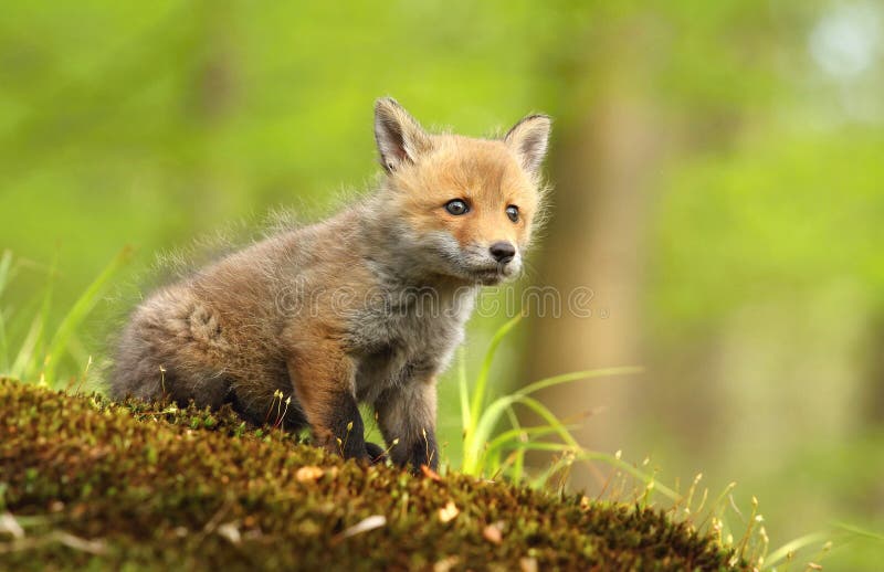 Adorable baby fox stock photo. Image of offspring, young - 71081628
