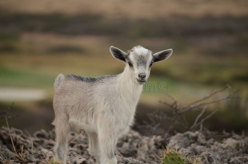 Goat Aruba Stock Photos - Free & Royalty-Free Stock Photos from Dreamstime