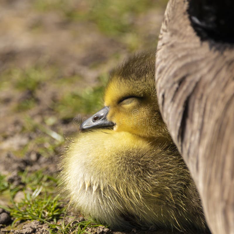 7,984 Baby Gosling Stock Photos - Free & Royalty-Free Stock Photos from ...