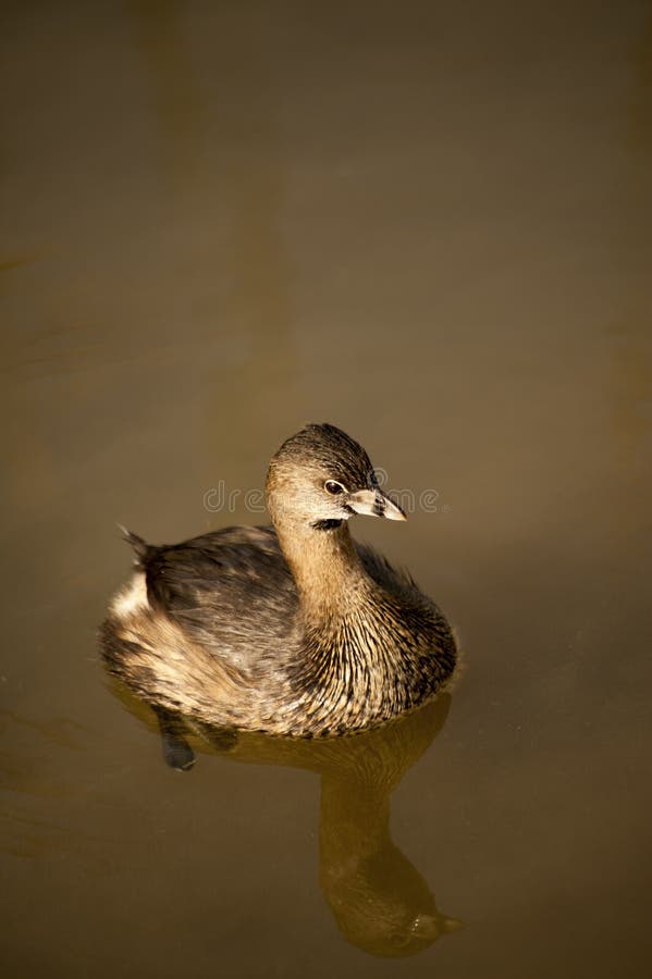 Adorable Baby Pied-Billed Grebe Duck Stock Photo - Image of baby, tail ...
