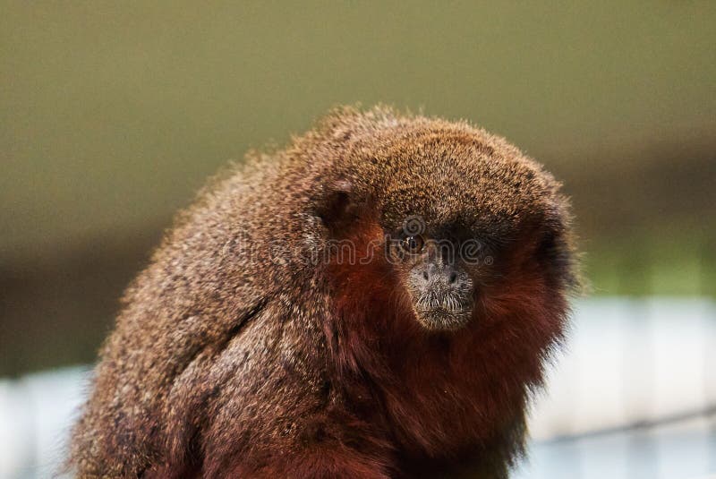 Adorable Baby Red Titi Monkey with Blur Background Stock Image - Image ...