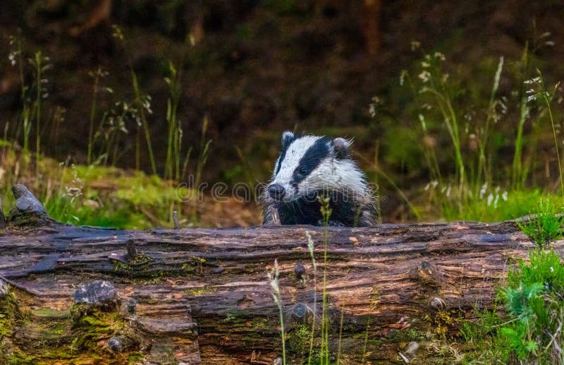 Adorable Badger Standing Behind a Fallen Tree Log Stock Image - Image ...
