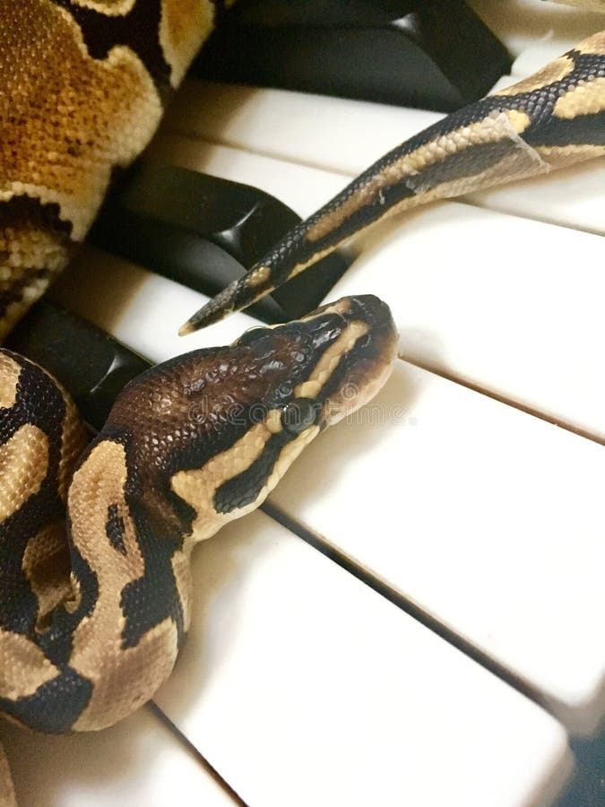 Cute Pet Snake on Piano stock photo. Image of scale - 137615712