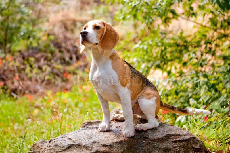 Adorable beagle stock photo. Image of friend, domestic - 24530886