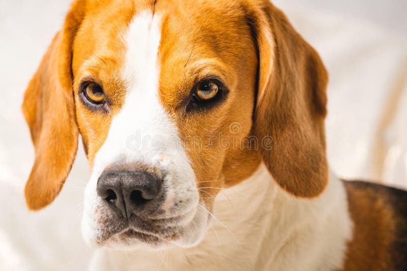 586 Grey Beagle Stock Photos - Free & Royalty-Free Stock Photos from ...